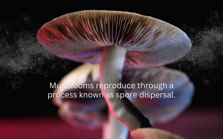 How To Get Rid Of Mushrooms in Lawns and Yard - Eliminate Fungi Easily!