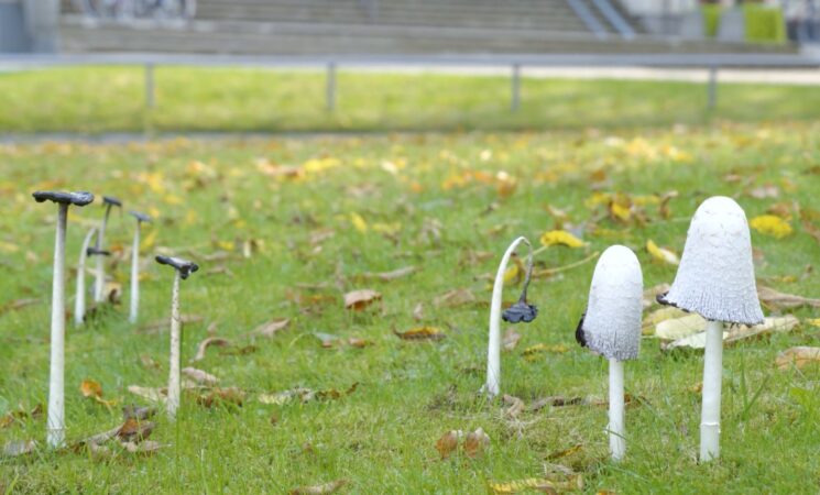 How To Get Rid Of Mushrooms in Lawns and Yard - Eliminate Fungi Easily!