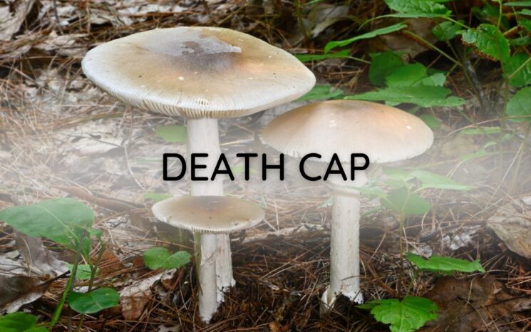 20 Most Common Yard Mushrooms - Edible and Poisonous