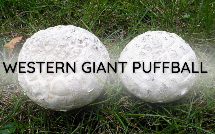 20 Most Common Yard Mushrooms - Edible and Poisonous