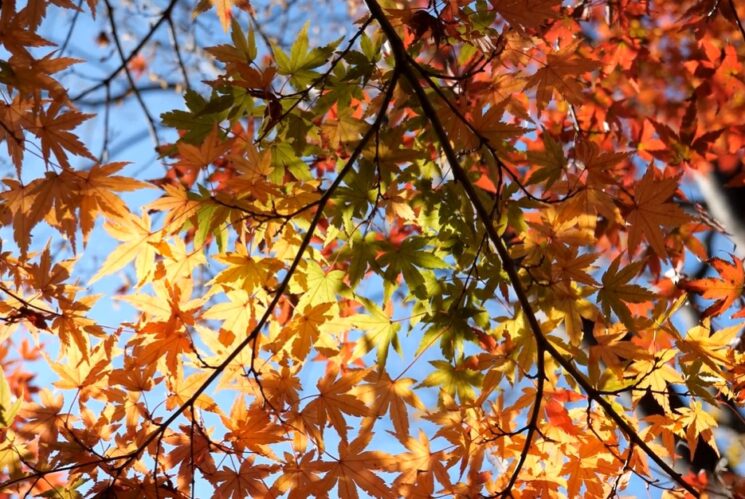 Stunning Striped Leaf Plant & Their Care Guide - Everything You Need to ...