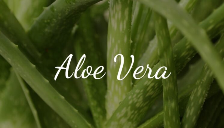 11 Plants That Look Like Aloe Vera + 7 Poisonous Ones - Spot The Difference