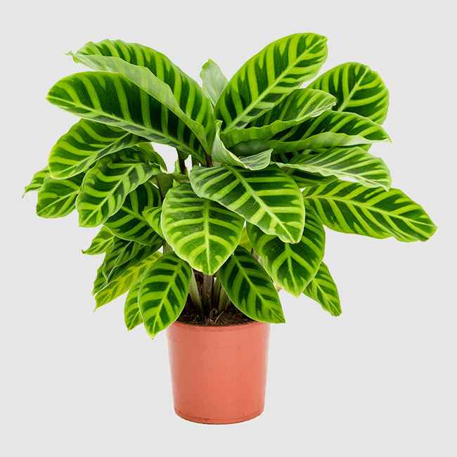 Stunning Striped Leaf Plant & Their Care Guide - Everything You Need to ...