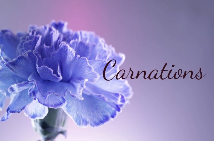 20 Different Flowers That Look Like Roses - Best Alternatives [With ...