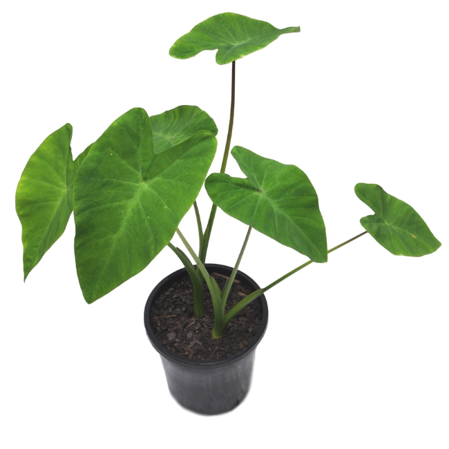 Stunning Striped Leaf Plant & Their Care Guide - Everything You Need to ...