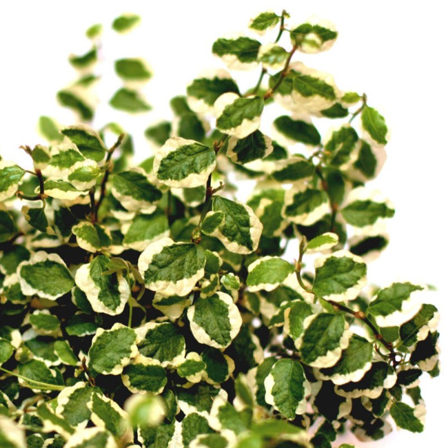 Stunning Striped Leaf Plant & Their Care Guide - Everything You Need to ...