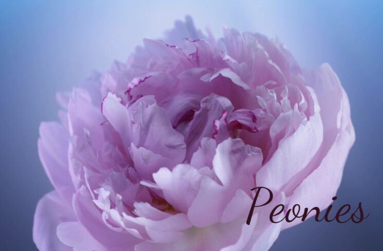 20 Different Flowers That Look Like Roses - Best Alternatives [With ...