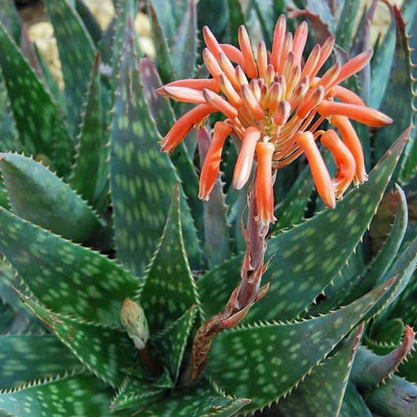 11 Plants That Look Like Aloe Vera + 7 Poisonous Ones - Spot The Difference
