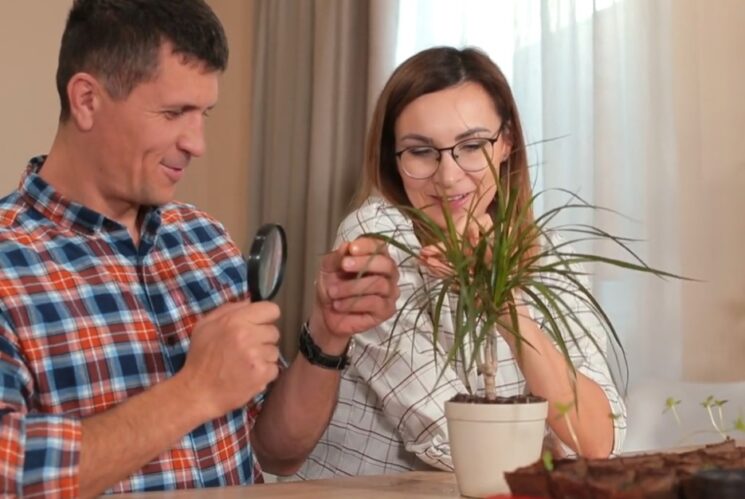 Stunning Striped Leaf Plant & Their Care Guide - Everything You Need to ...